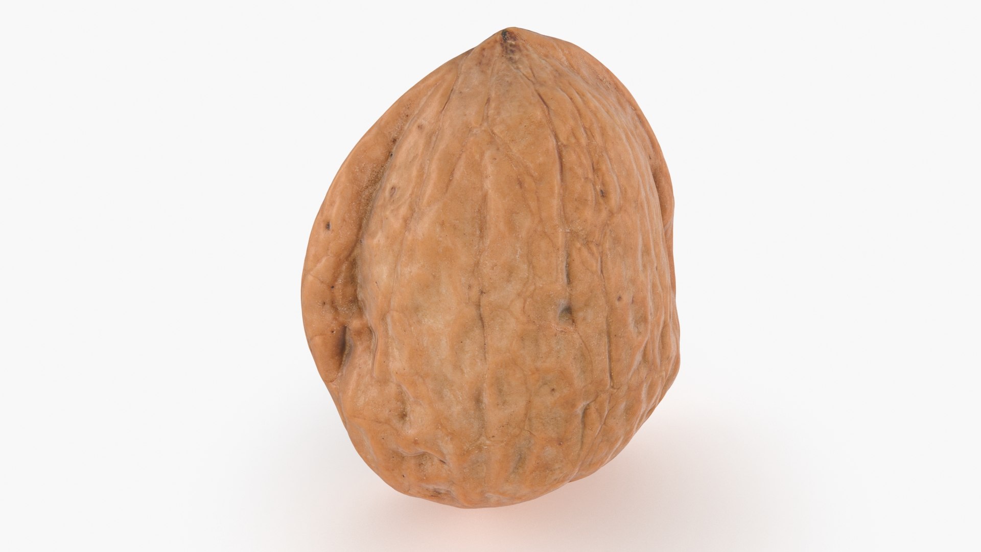 Empty Walnut Shell 3D model - TurboSquid 1973749