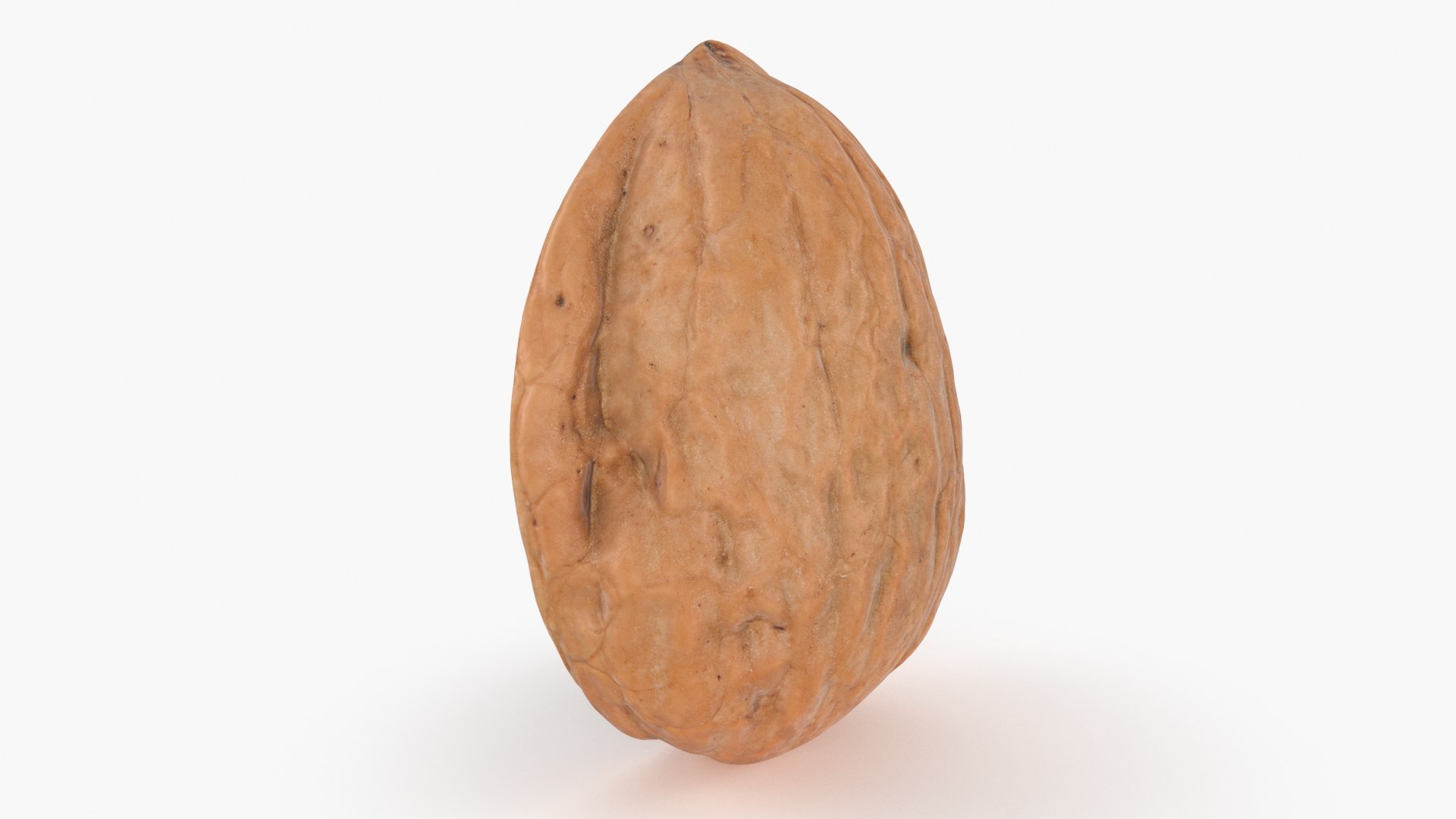Empty Walnut Shell 3D model - TurboSquid 1973749