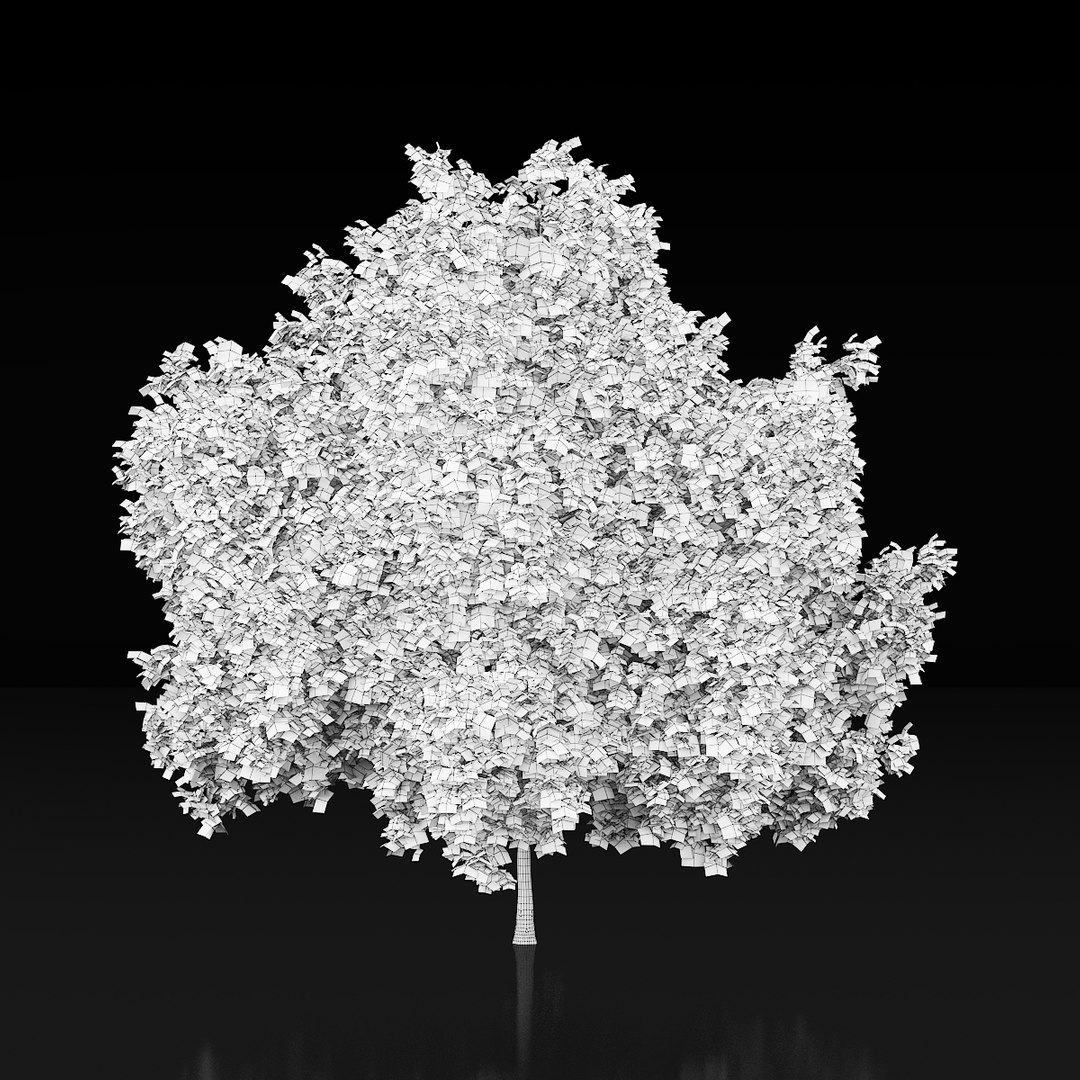 3d maple tree
