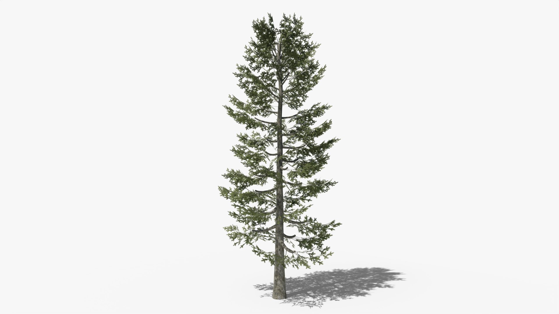 Pine V4 3D Model - TurboSquid 2145058