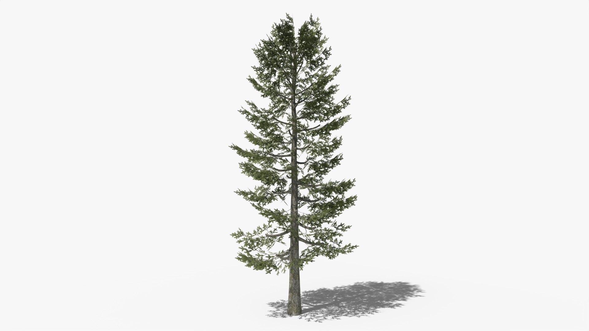 Pine V4 3D Model - TurboSquid 2145058