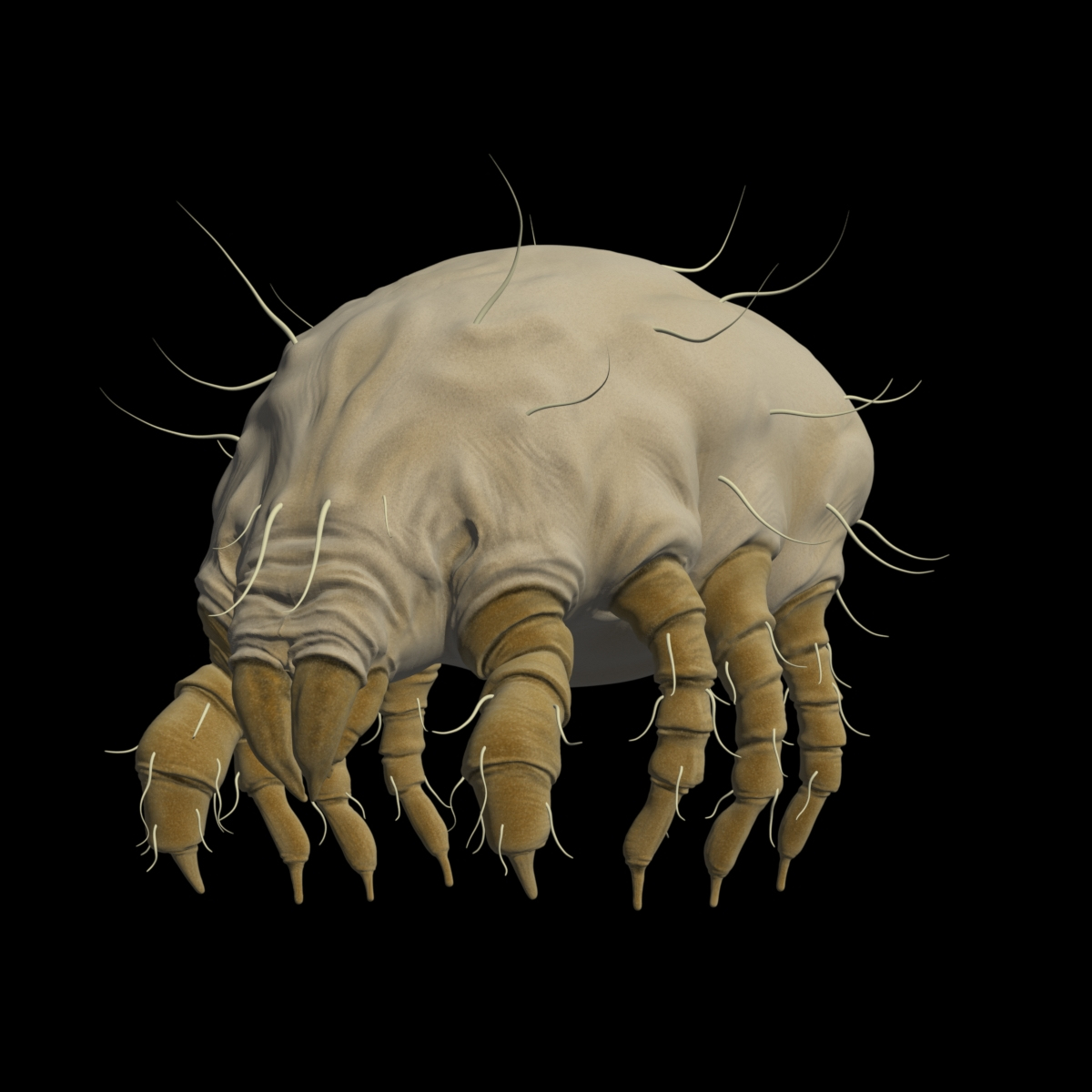 3d dust mite model