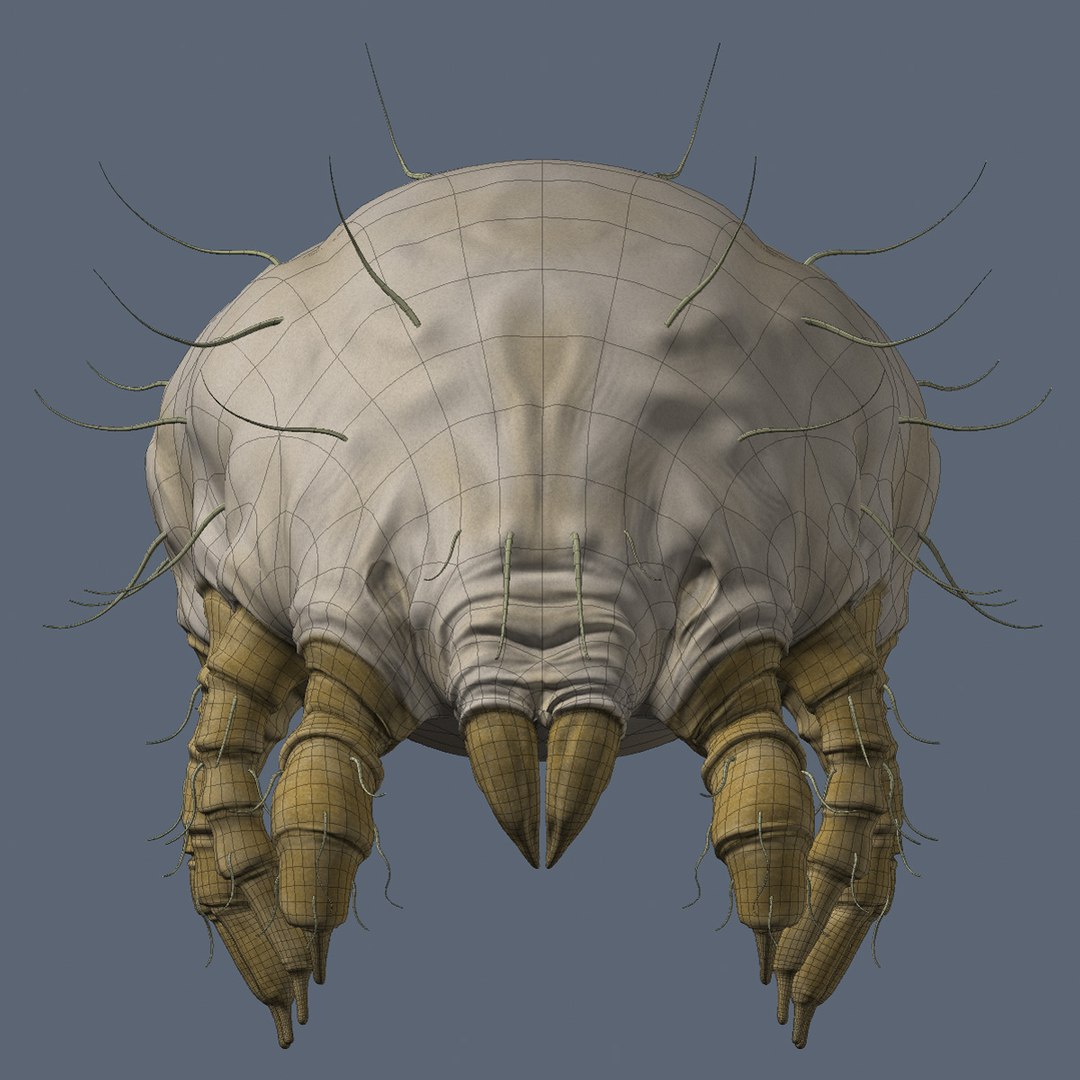 3d Dust Mite Model