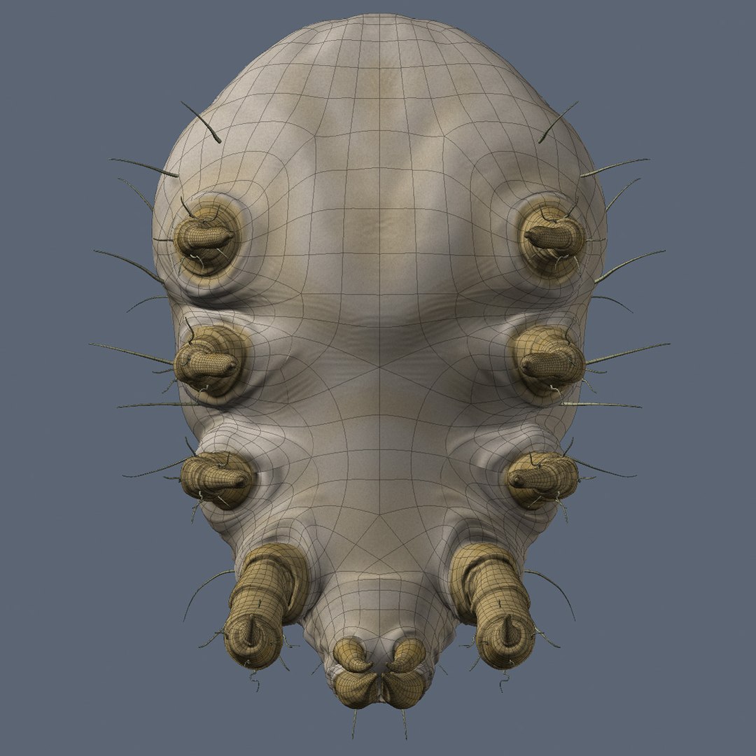 3d Dust Mite Model