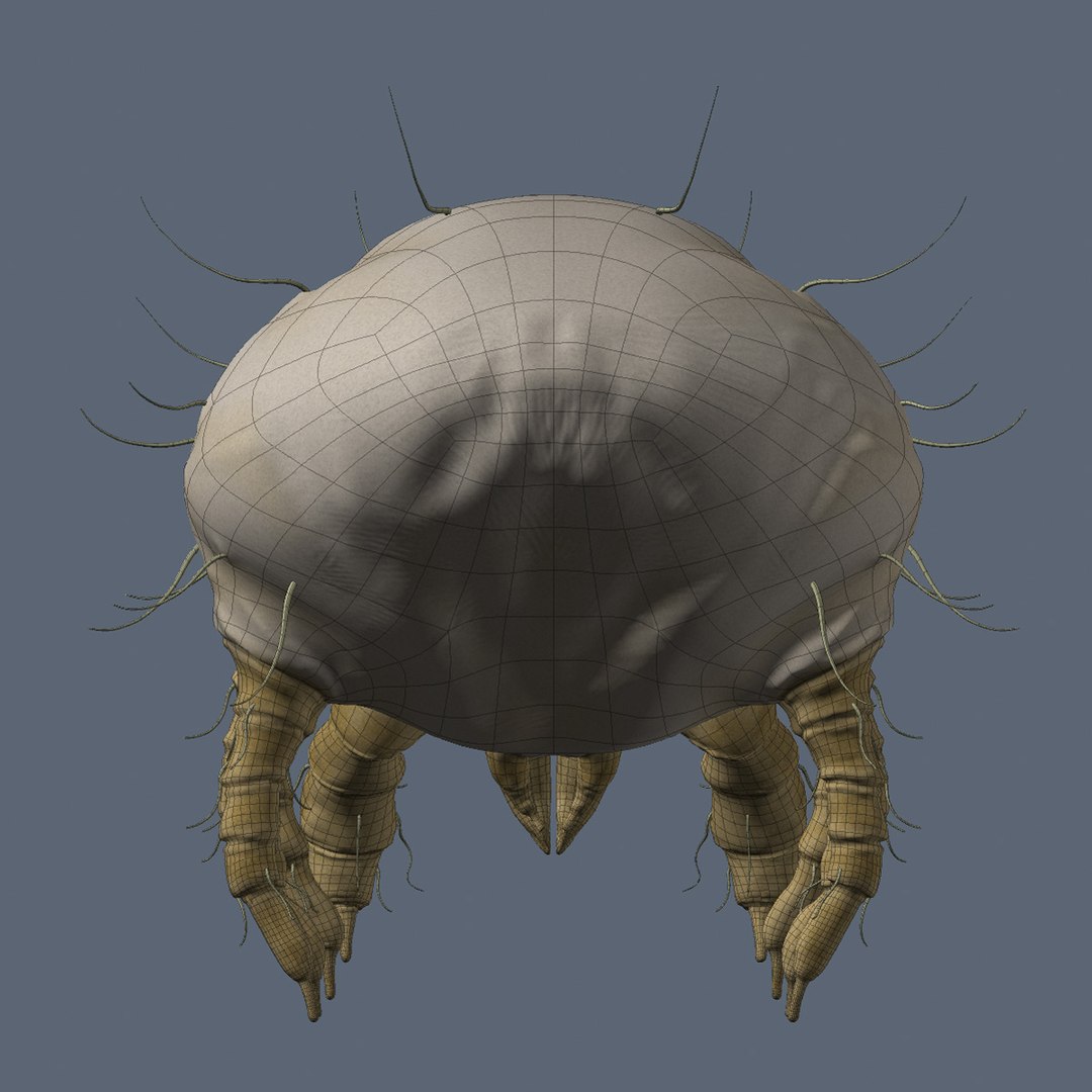 3d Dust Mite Model