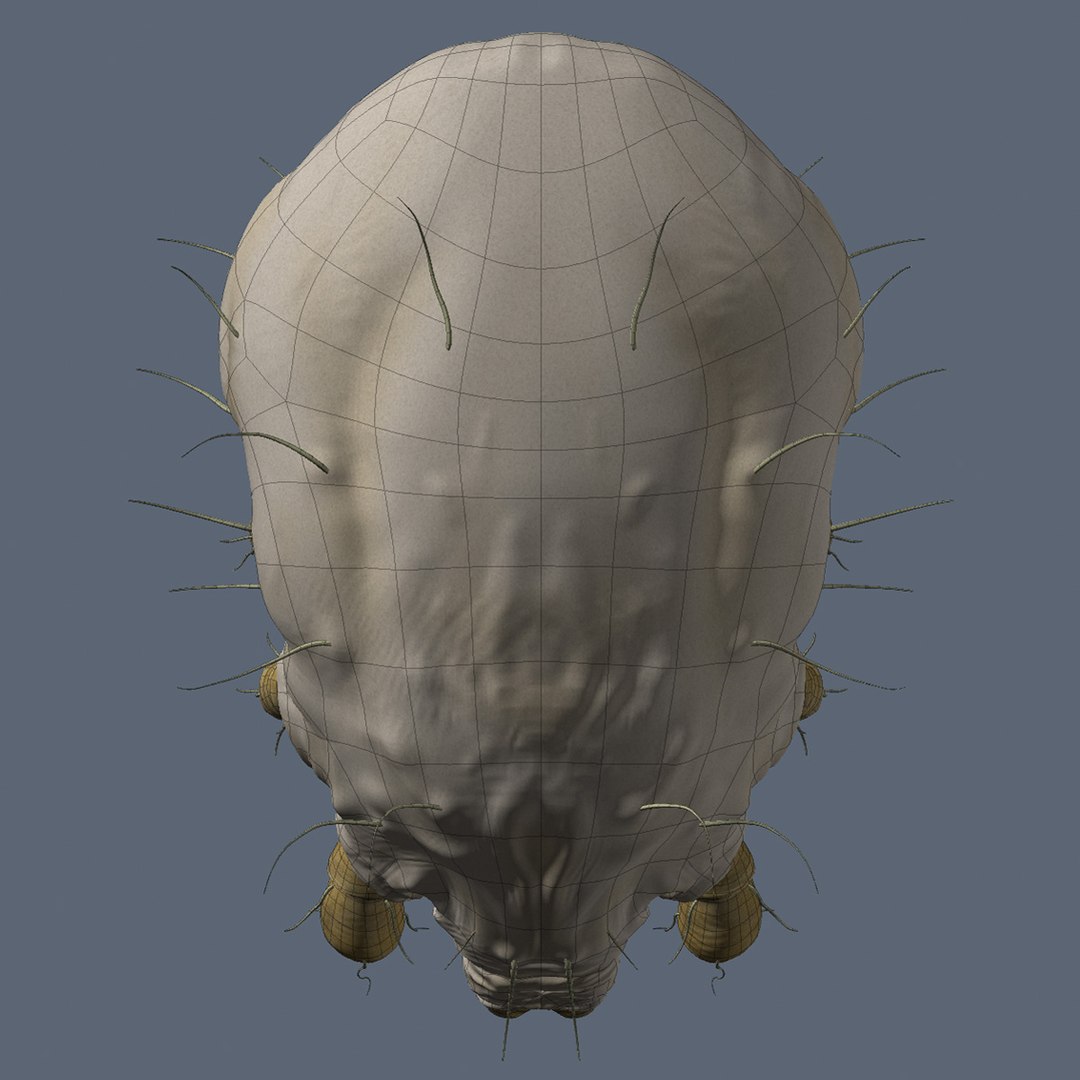 3d Dust Mite Model