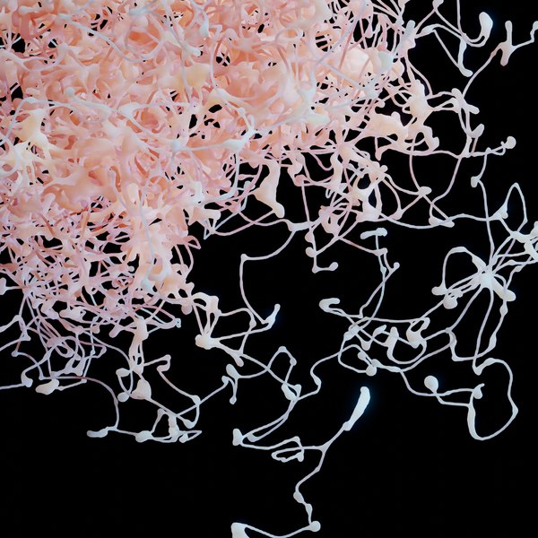 Neuron rosehip 3D model - TurboSquid 1672773