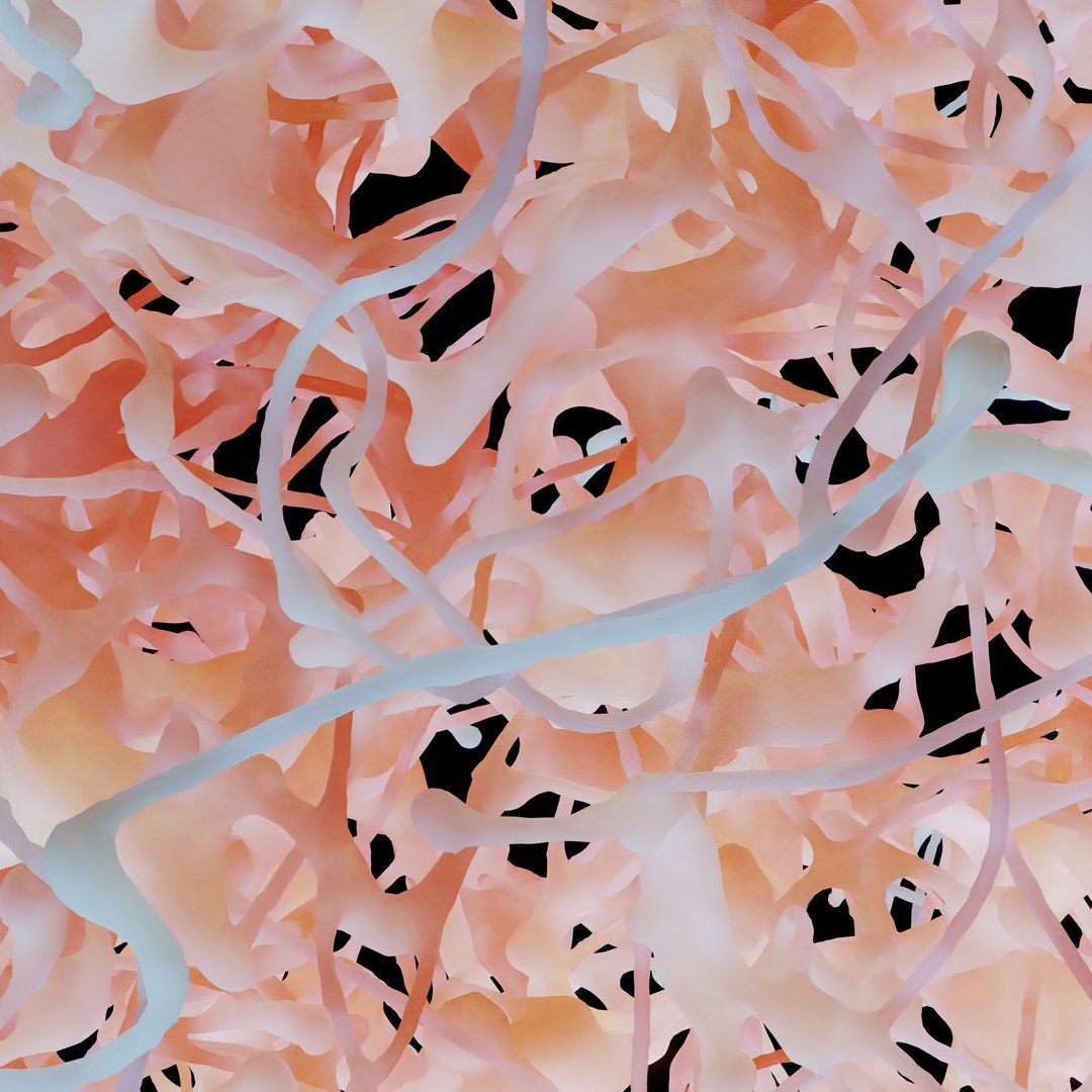 Neuron Rosehip 3D Model - TurboSquid 1672773