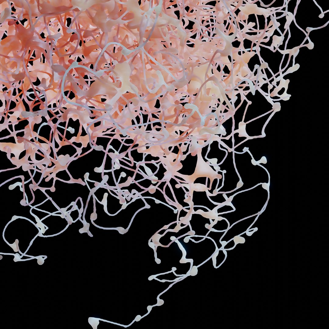 Neuron Rosehip 3D Model - TurboSquid 1672773