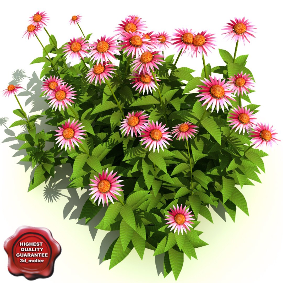 Echinacea Purpurea 3d Model