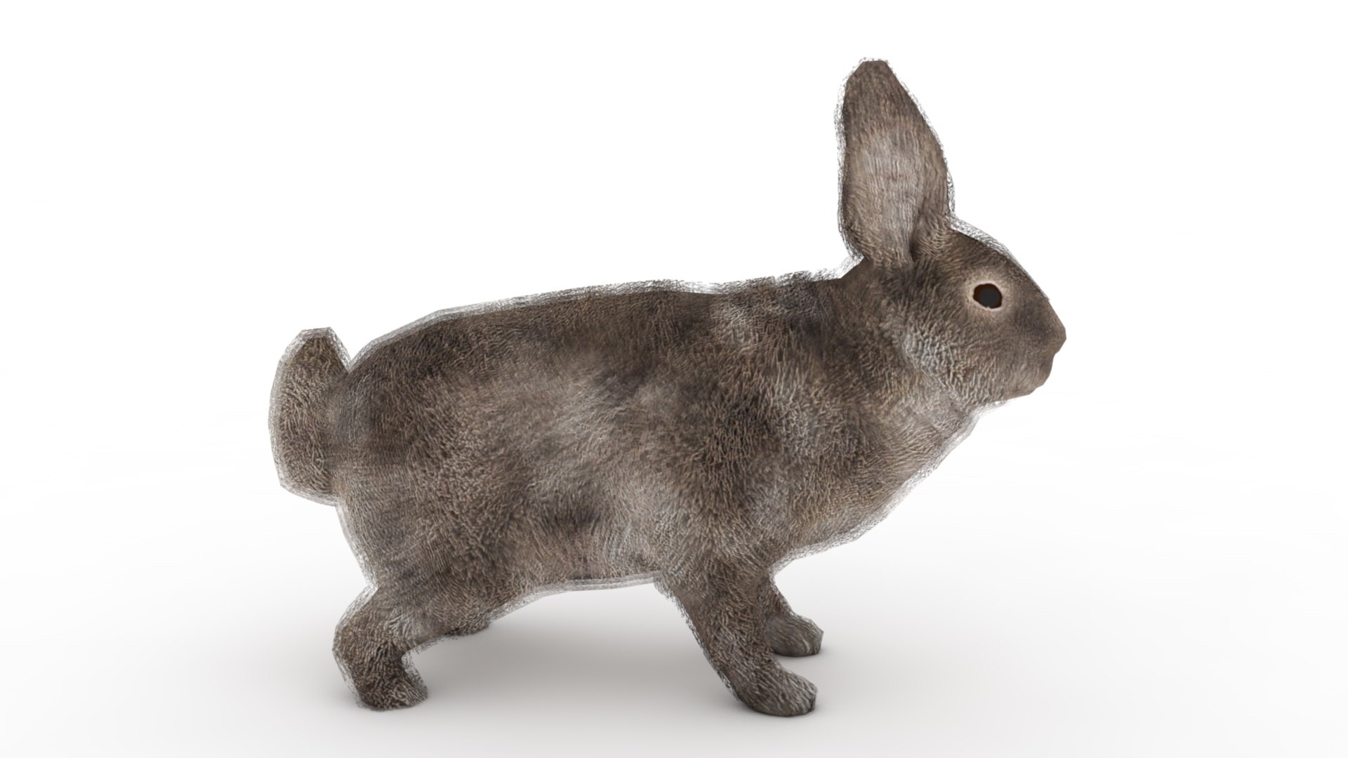 3D Rabbit - TurboSquid 2058306