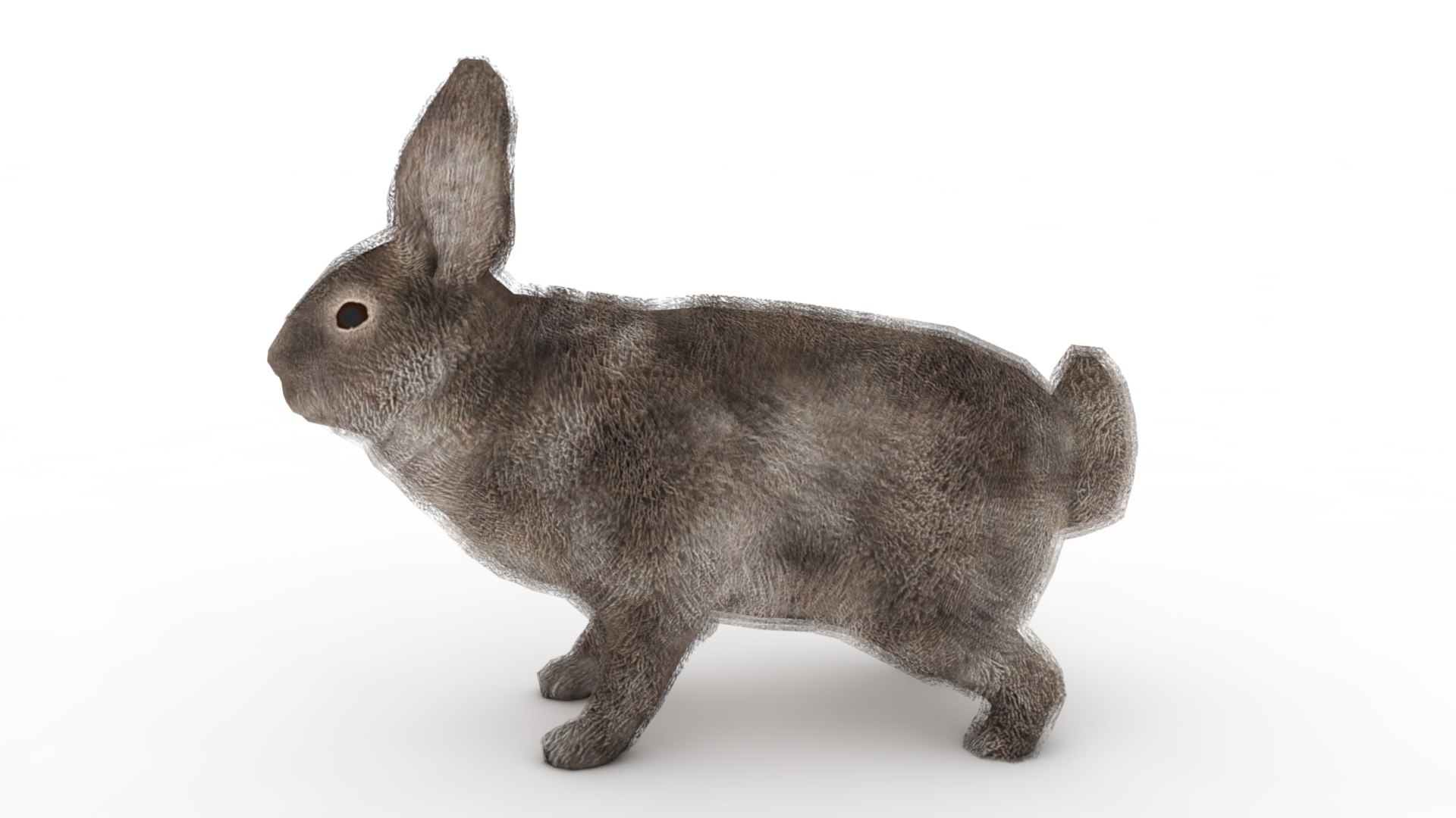 3D Rabbit - TurboSquid 2058306
