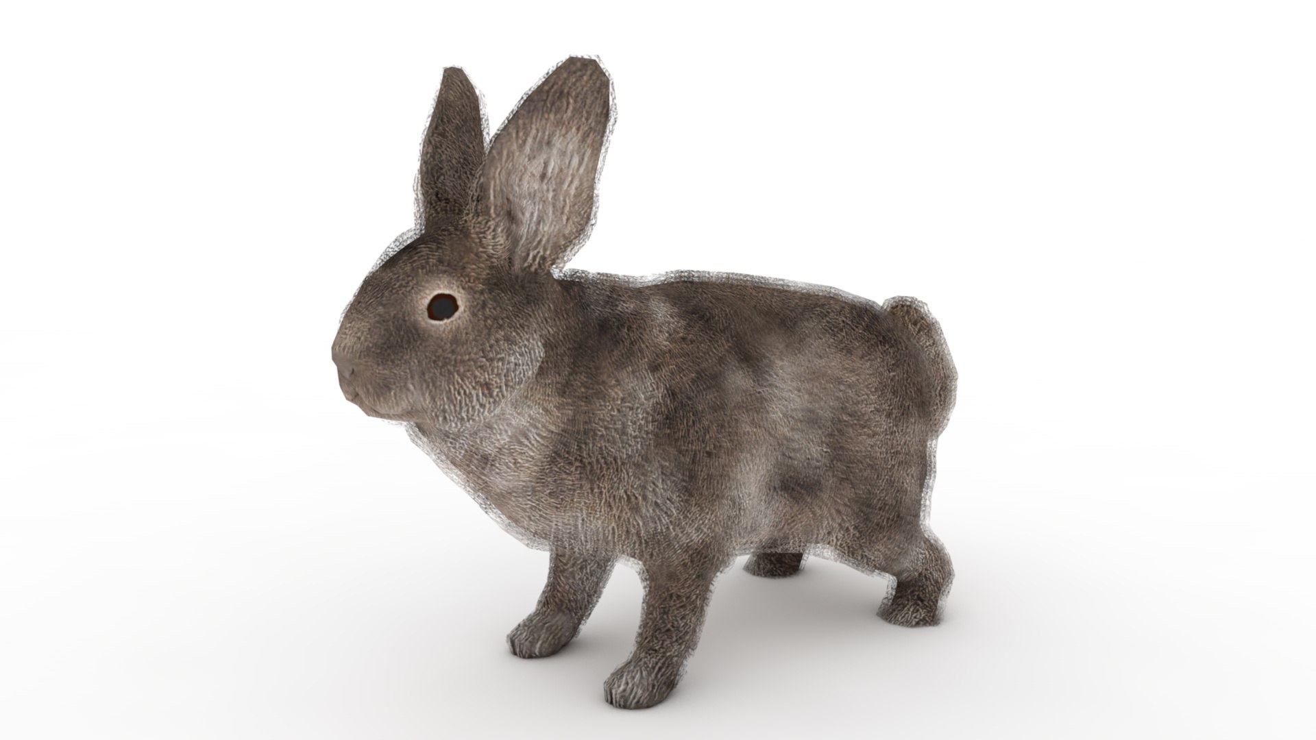 3D Rabbit - TurboSquid 2058306