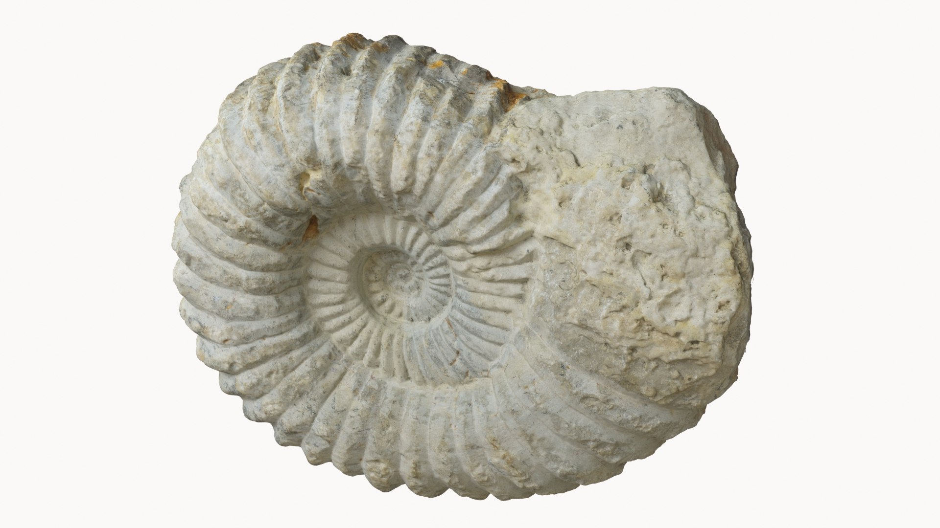 Ammonite Fossil large model - TurboSquid 1863627