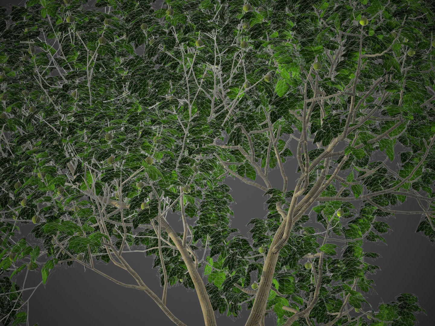 2021 PBR Fig Tree Collection - Ficus Carica 3D - TurboSquid 1749714