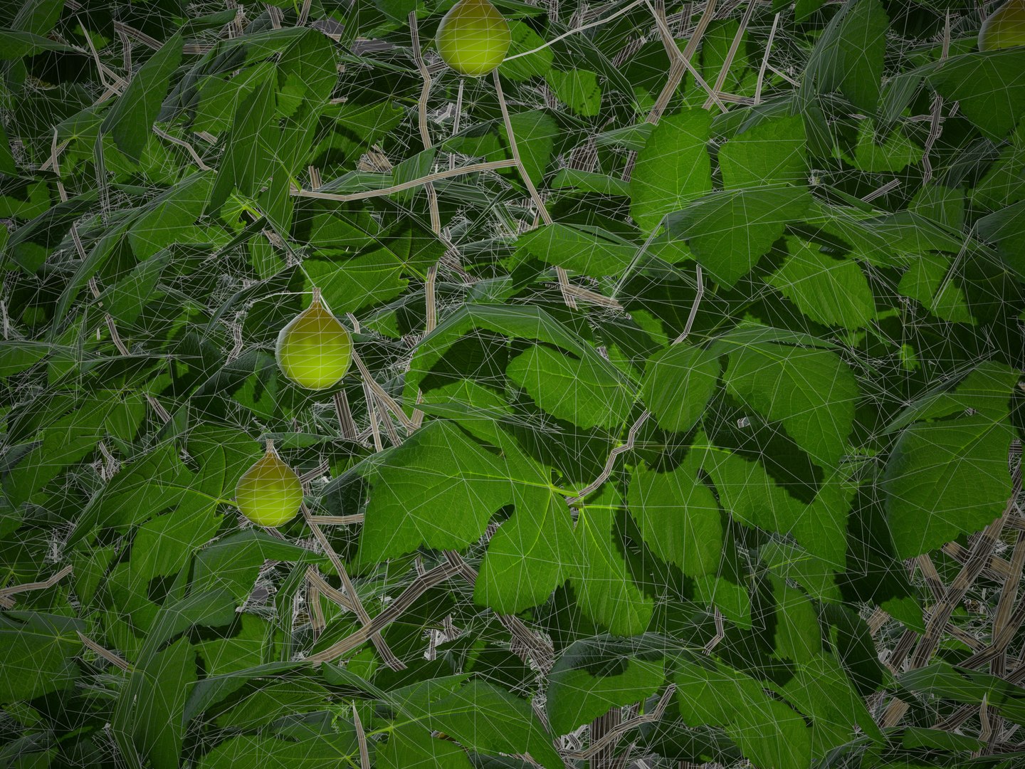 2021 PBR Fig Tree Collection - Ficus Carica 3D - TurboSquid 1749714