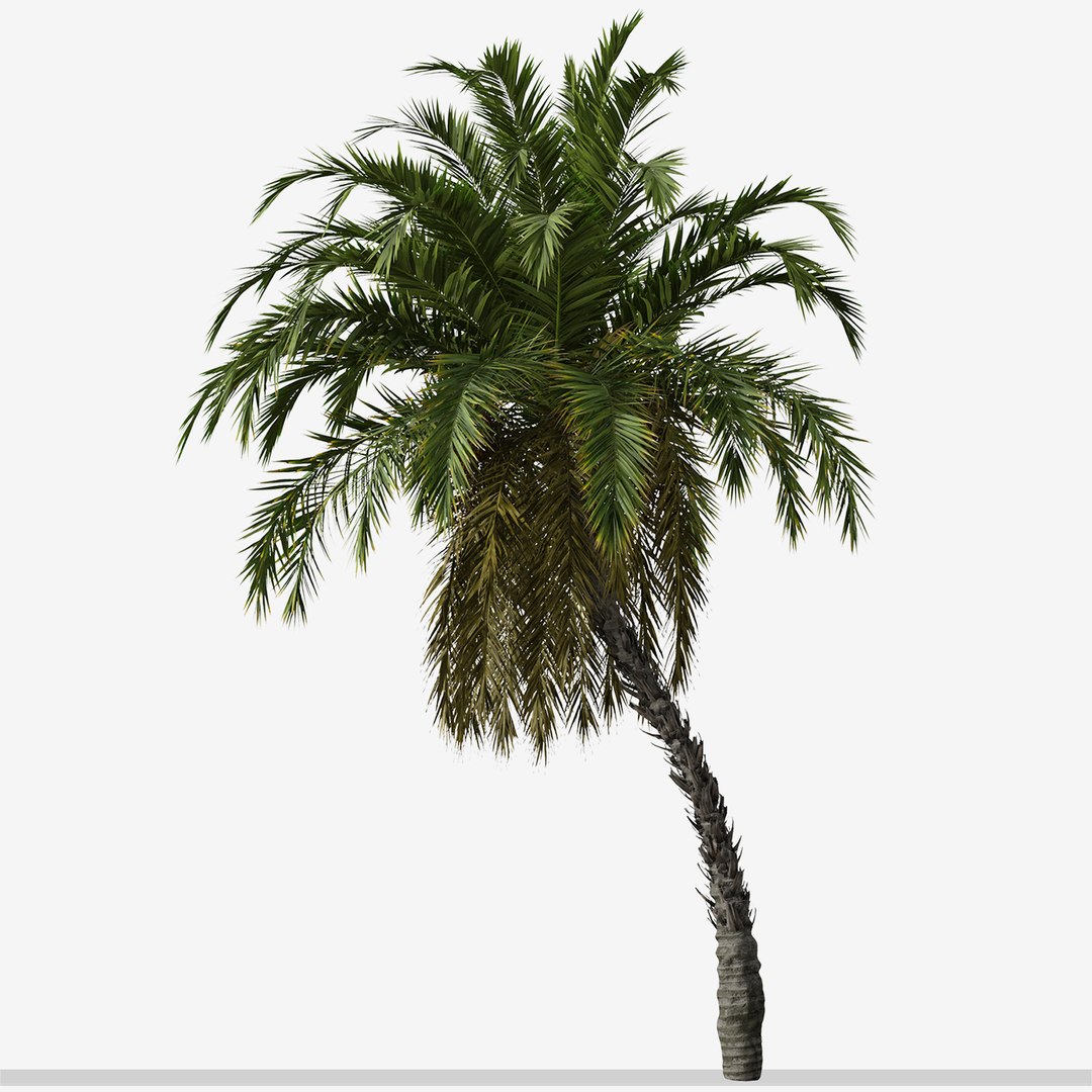 Set of Phoenix reclinata or Senegal date palm Tree - 2 Trees 3D model ...