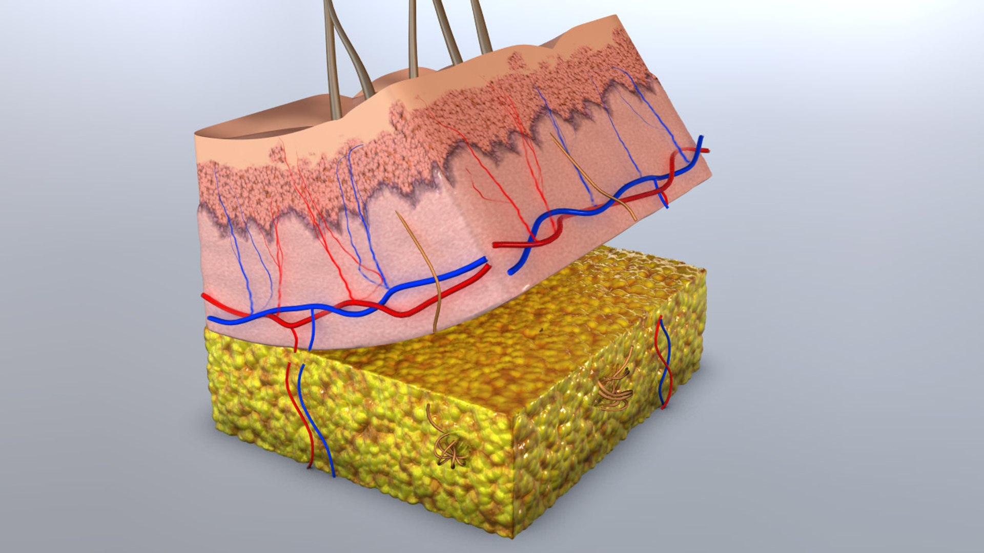 Max Accurate Skin Cross-section