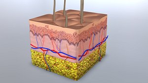 Skin 3D Models for Download | TurboSquid