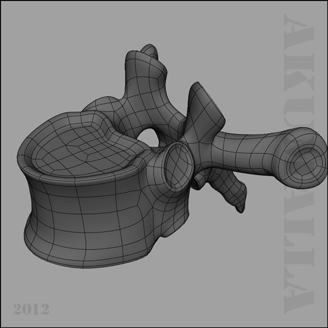 3d 3ds Vertebrae Anatomy