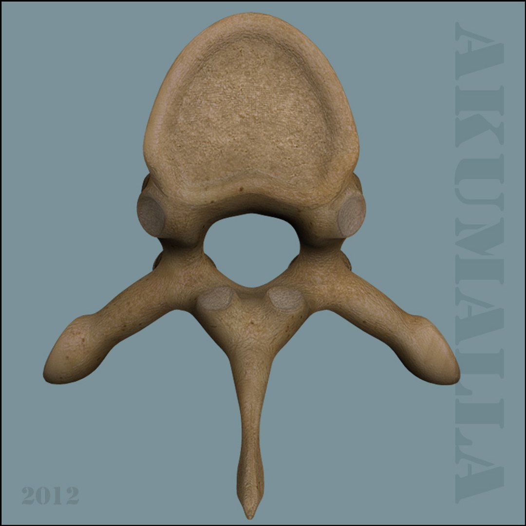 3d 3ds Vertebrae Anatomy