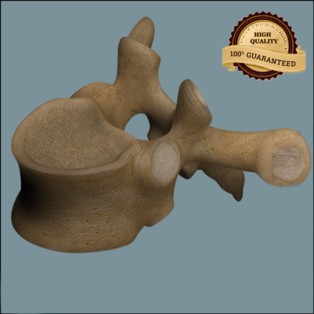 3d 3ds Vertebrae Anatomy