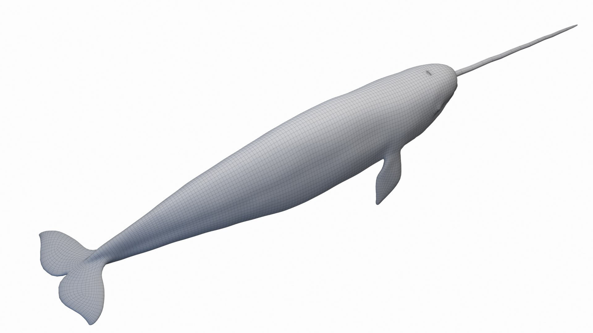 Narwhal Animated 3D Model - TurboSquid 2149267