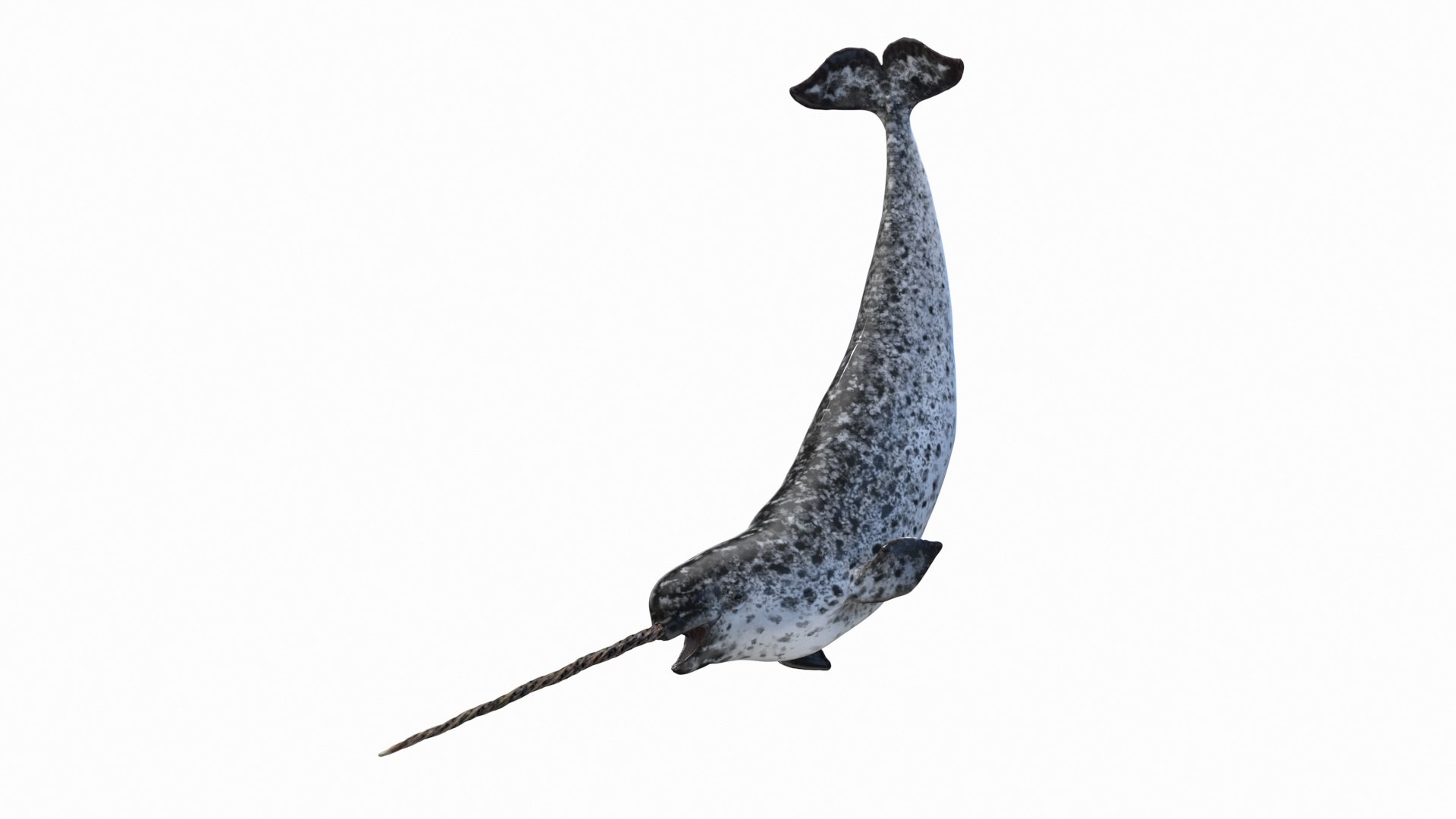 Narwhal Animated 3D Model - TurboSquid 2149267