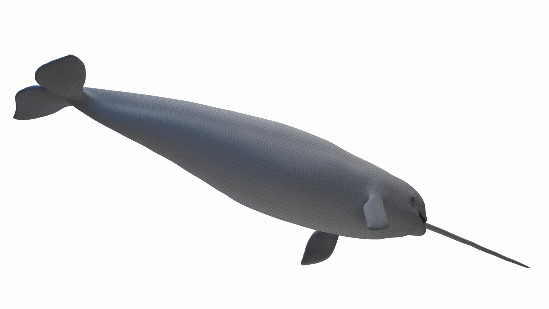 Narwhal Animated 3D Model - TurboSquid 2149267