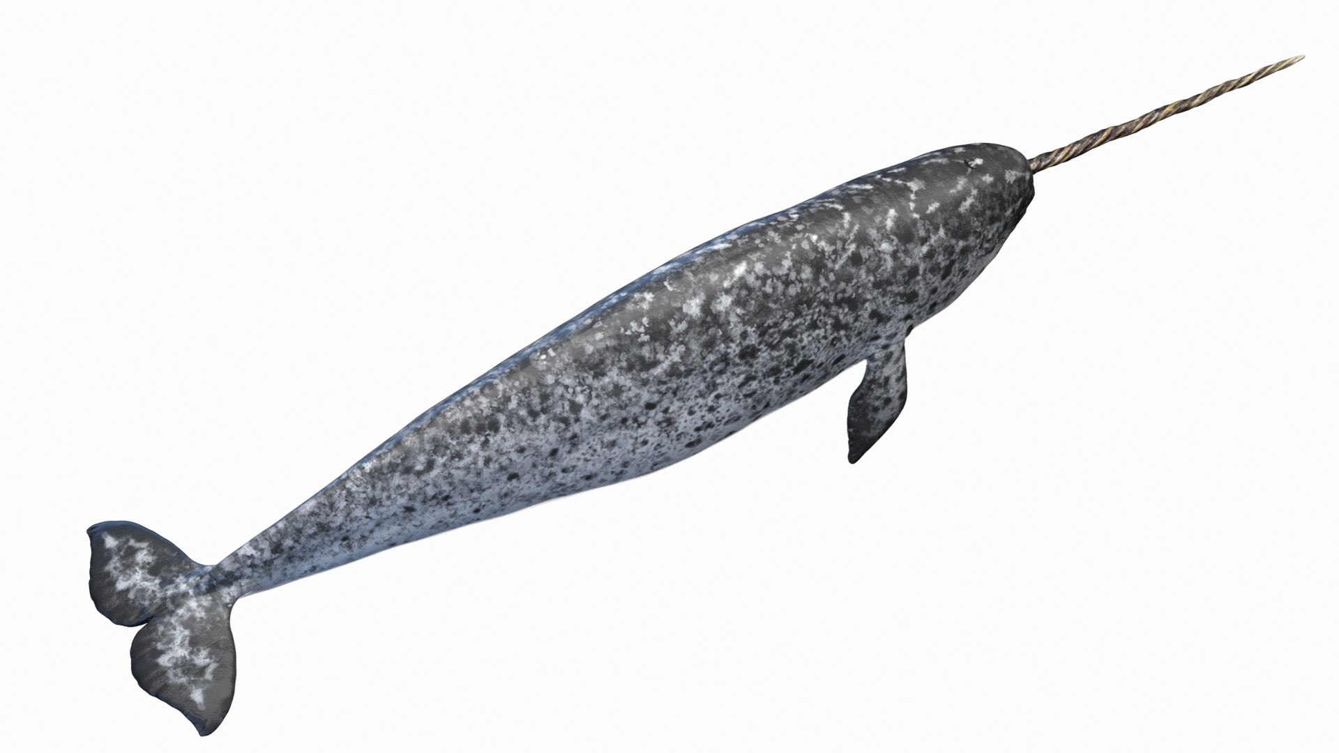 Narwhal Animated 3D Model - TurboSquid 2149267