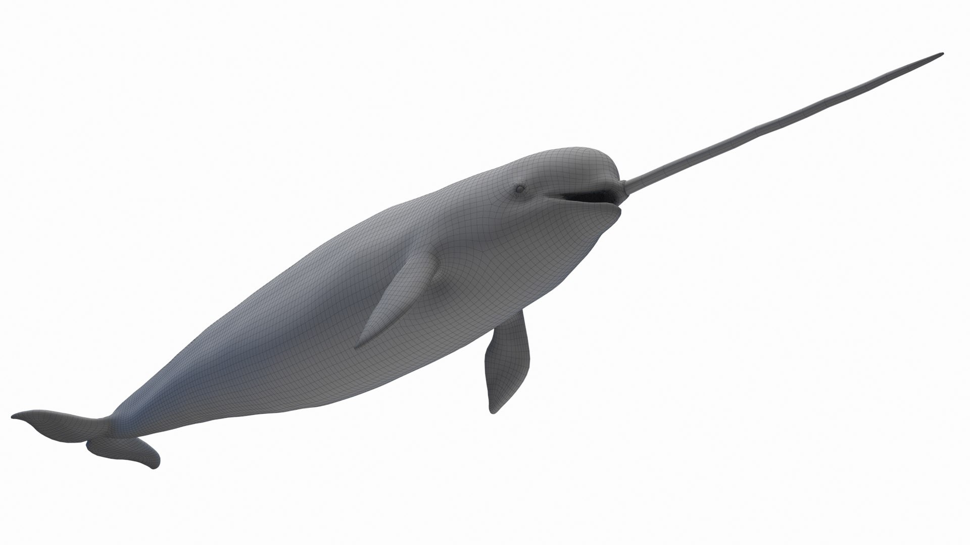 Narwhal Animated 3D Model - TurboSquid 2149267