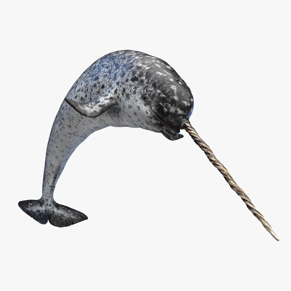 modelo 3d Narval animado - TurboSquid 2149267