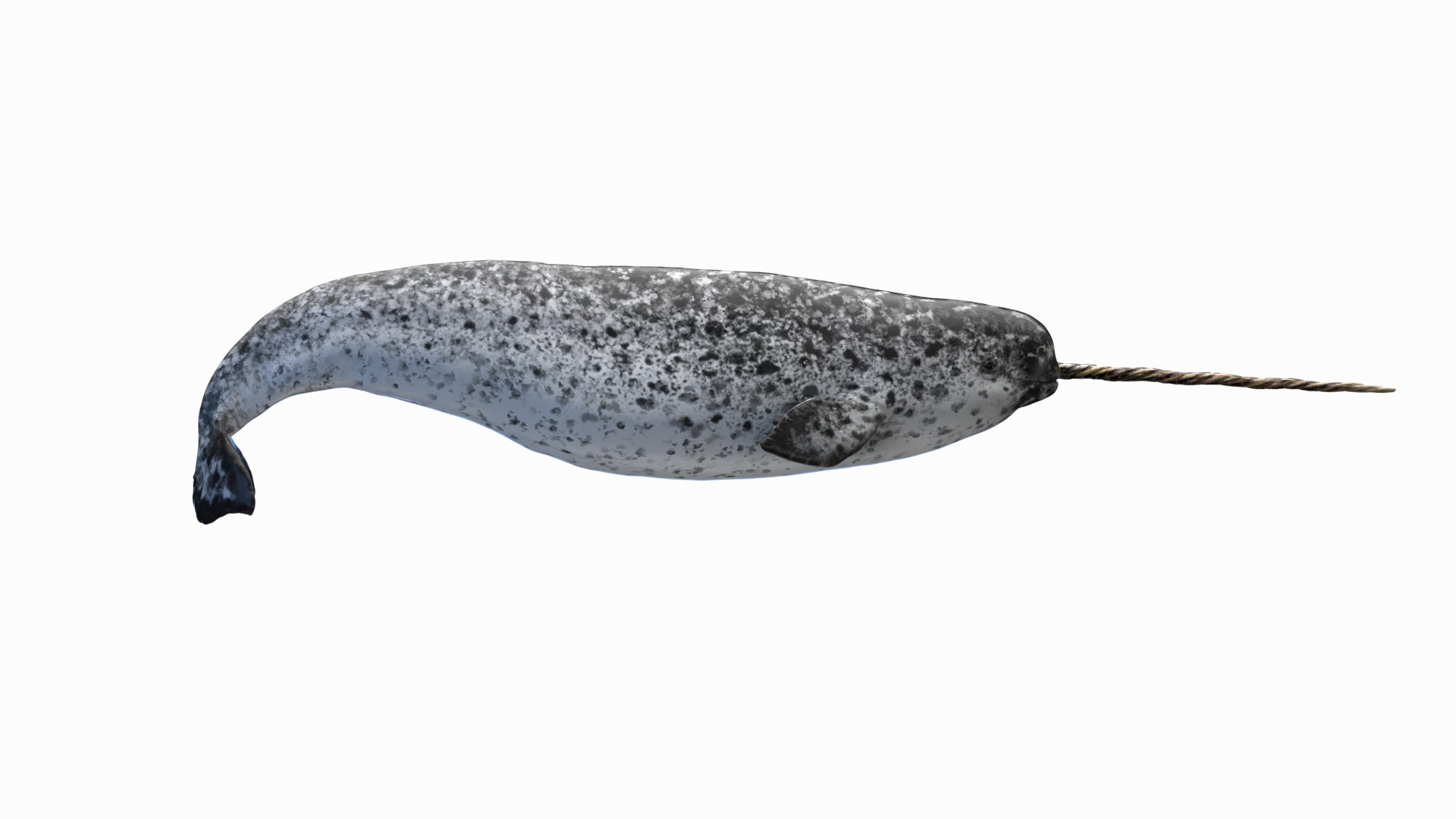 Narwhal Animated 3D Model - TurboSquid 2149267