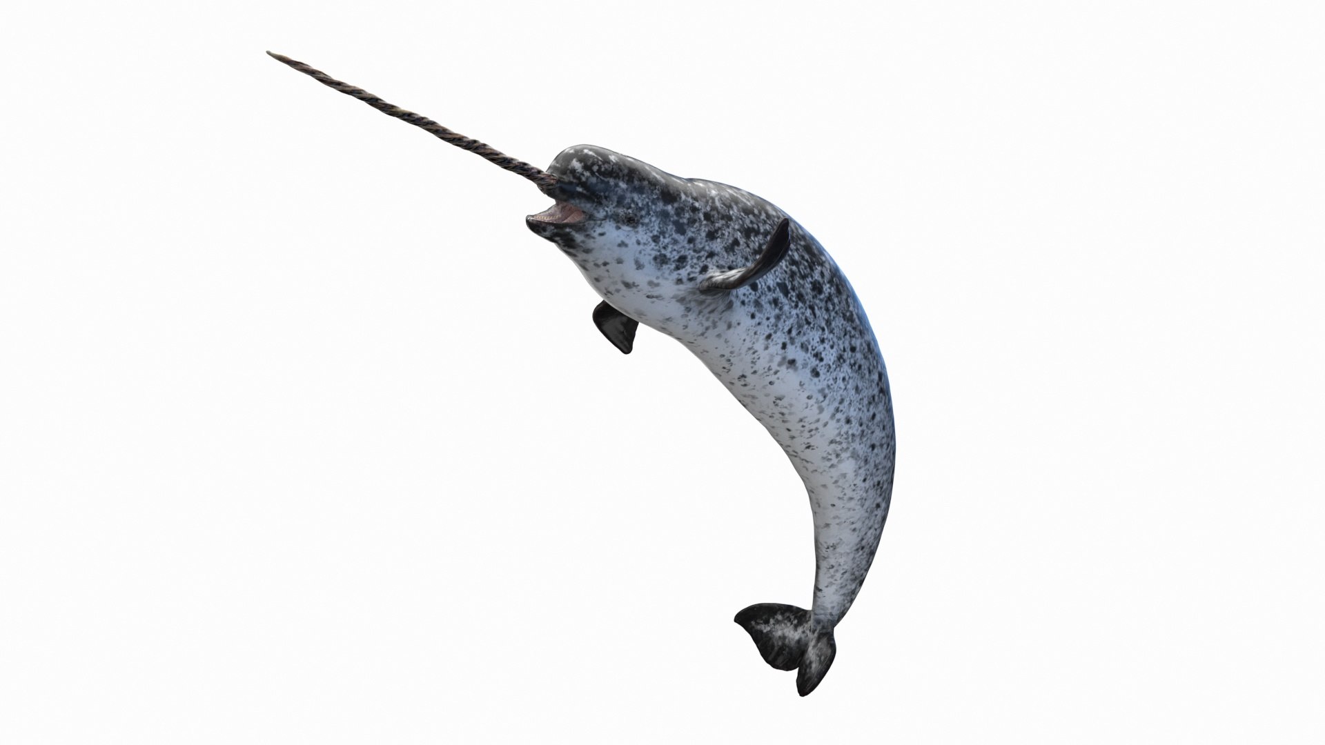 Narwhal Animated 3D Model - TurboSquid 2149267