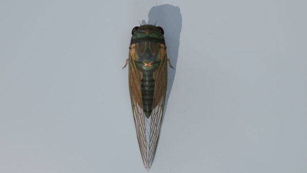realistic cicada 3d model