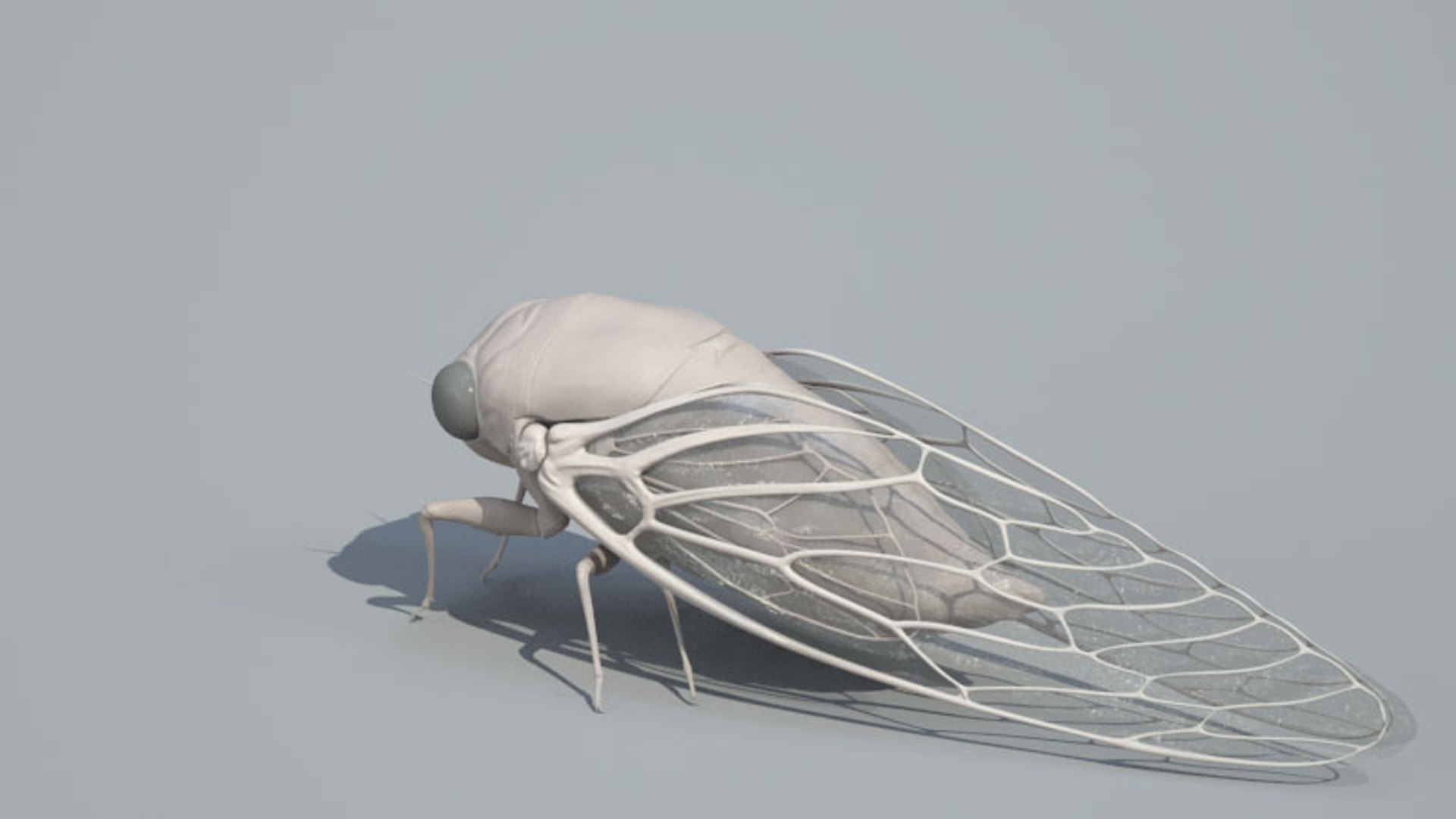 Realistic Cicada 3d Model