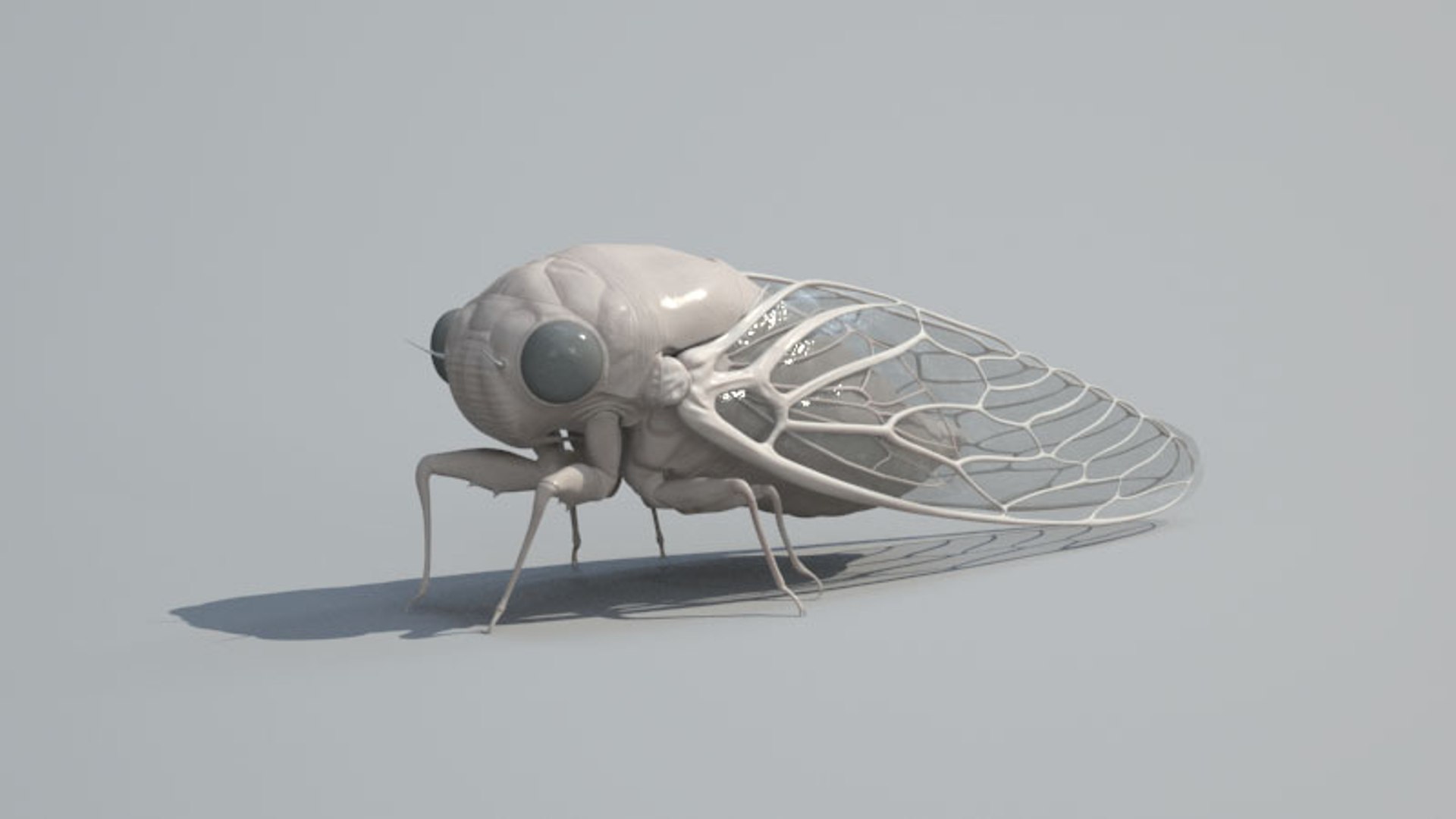 Realistic Cicada 3d Model