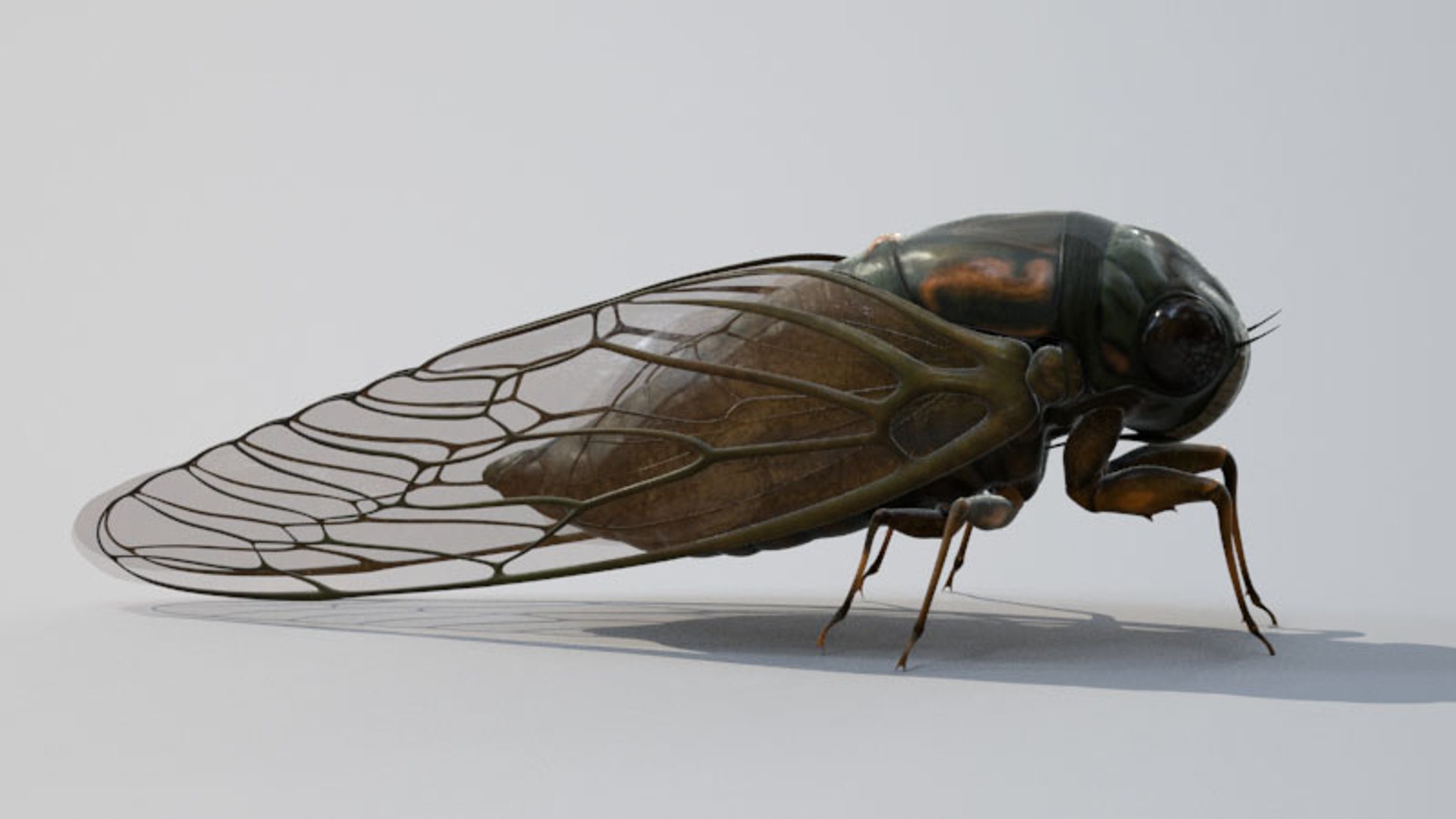 Realistic Cicada 3d Model