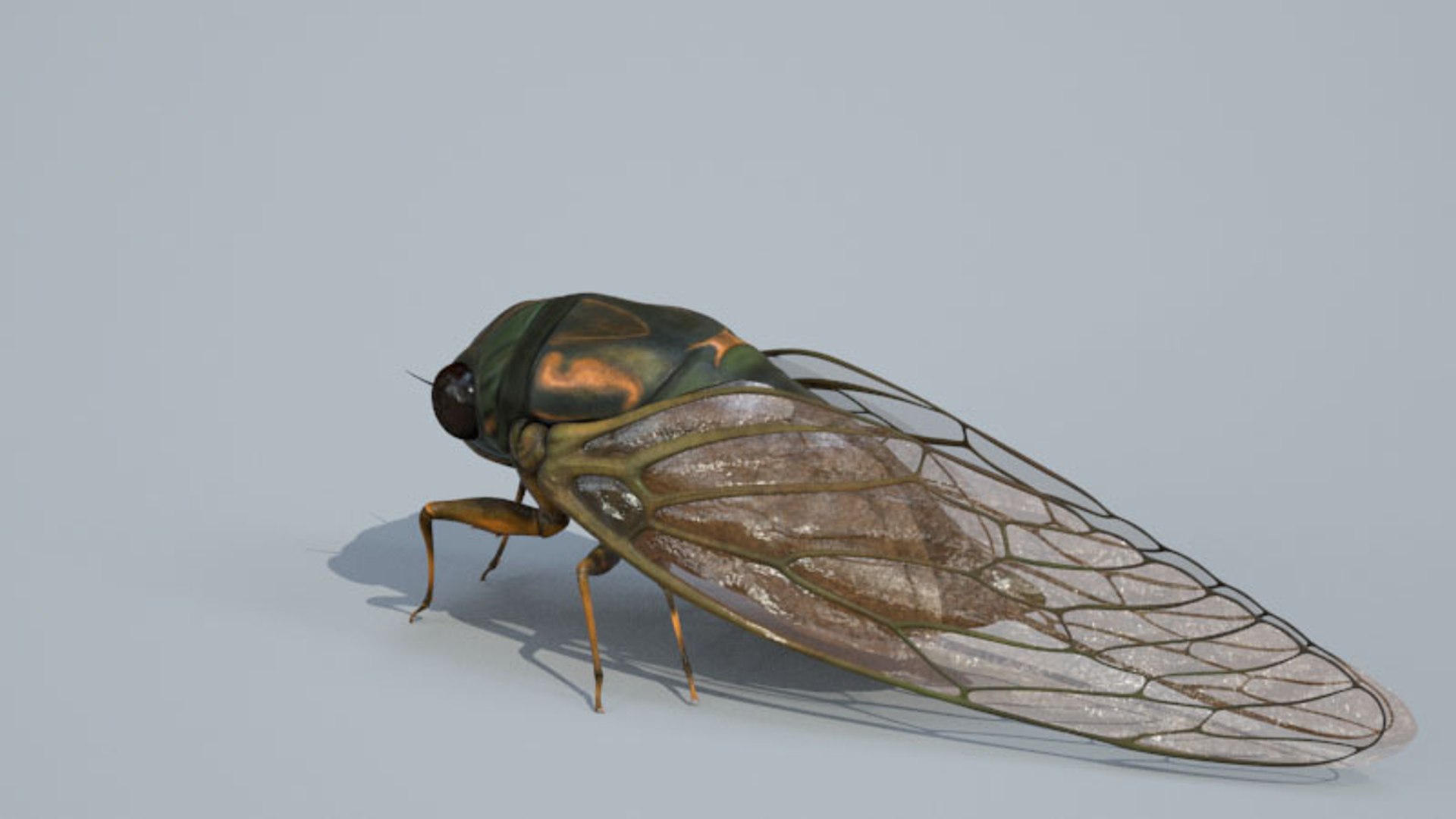 Realistic Cicada 3d Model
