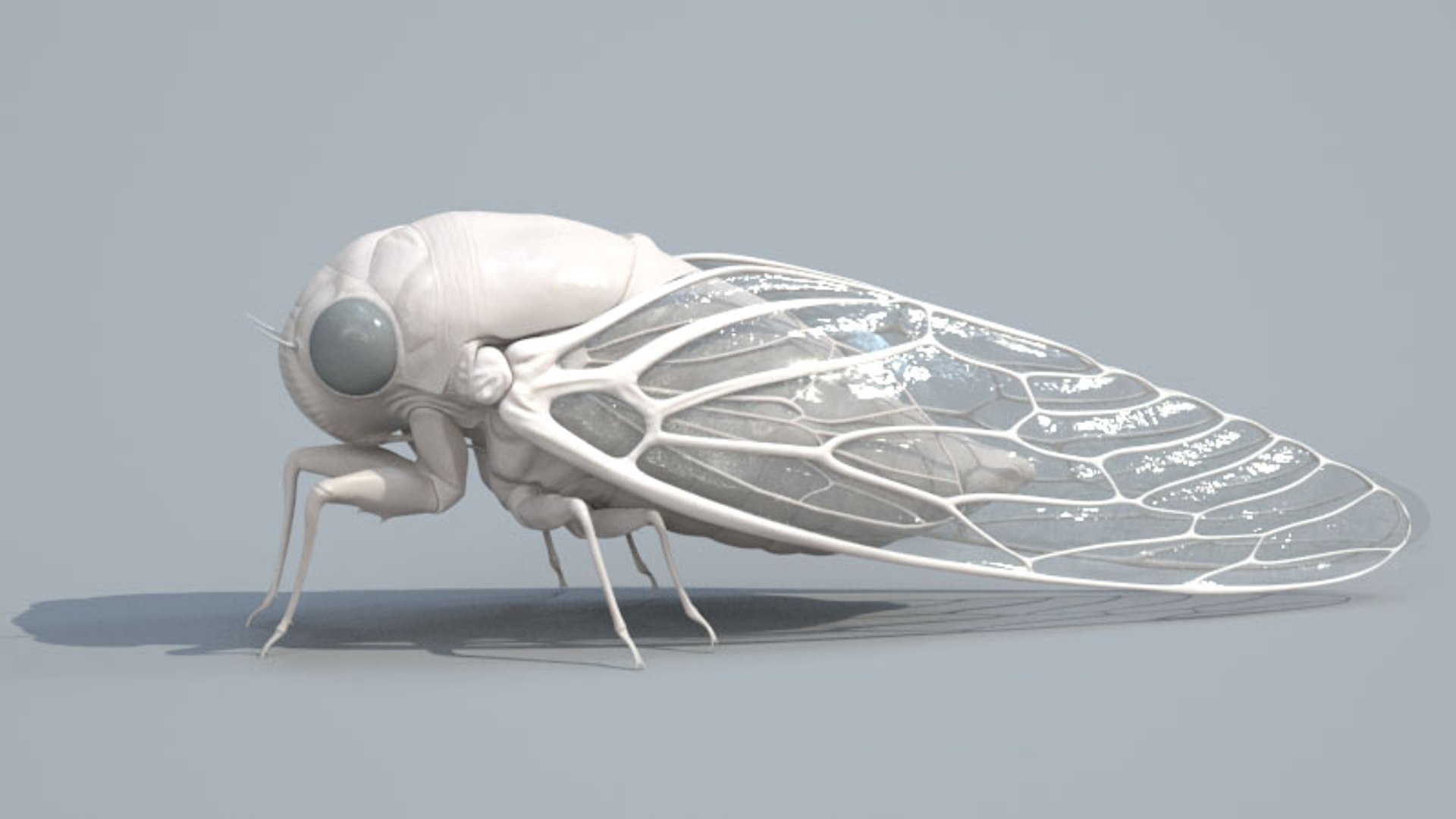 Realistic Cicada 3d Model