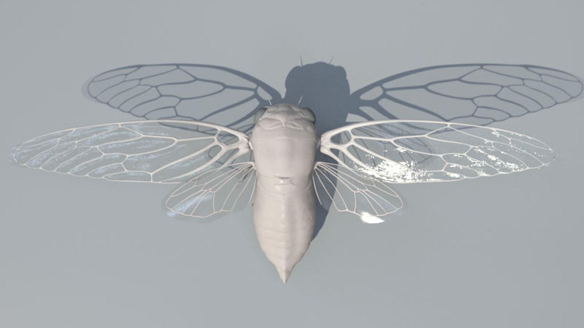 Realistic Cicada 3d Model