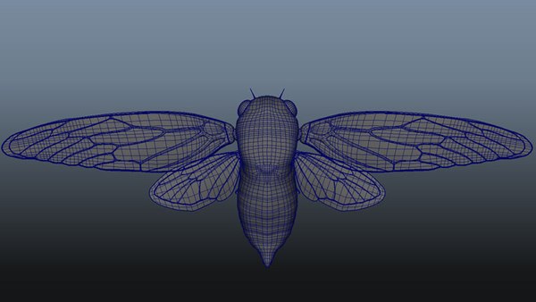 realistic cicada 3d model