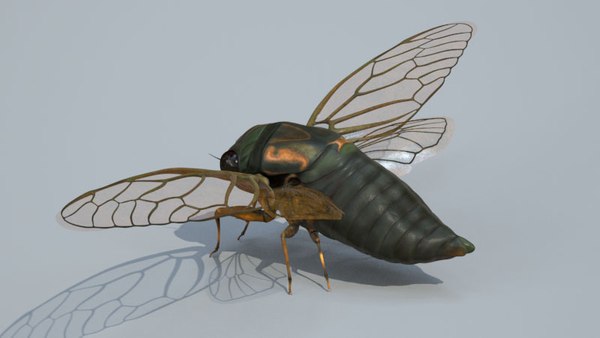 realistic cicada 3d model