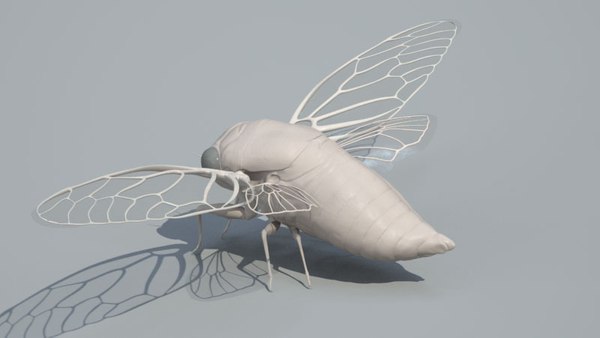 realistic cicada 3d model