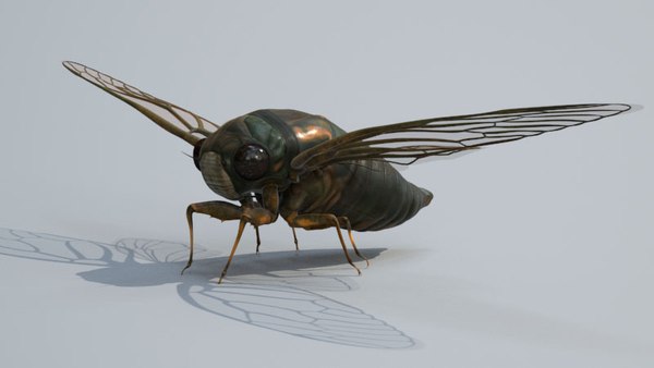 realistic cicada 3d model