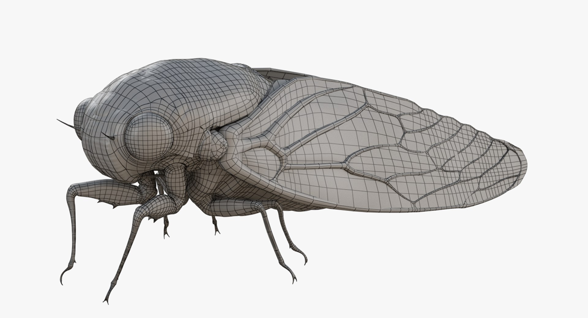 Realistic Cicada 3d Model