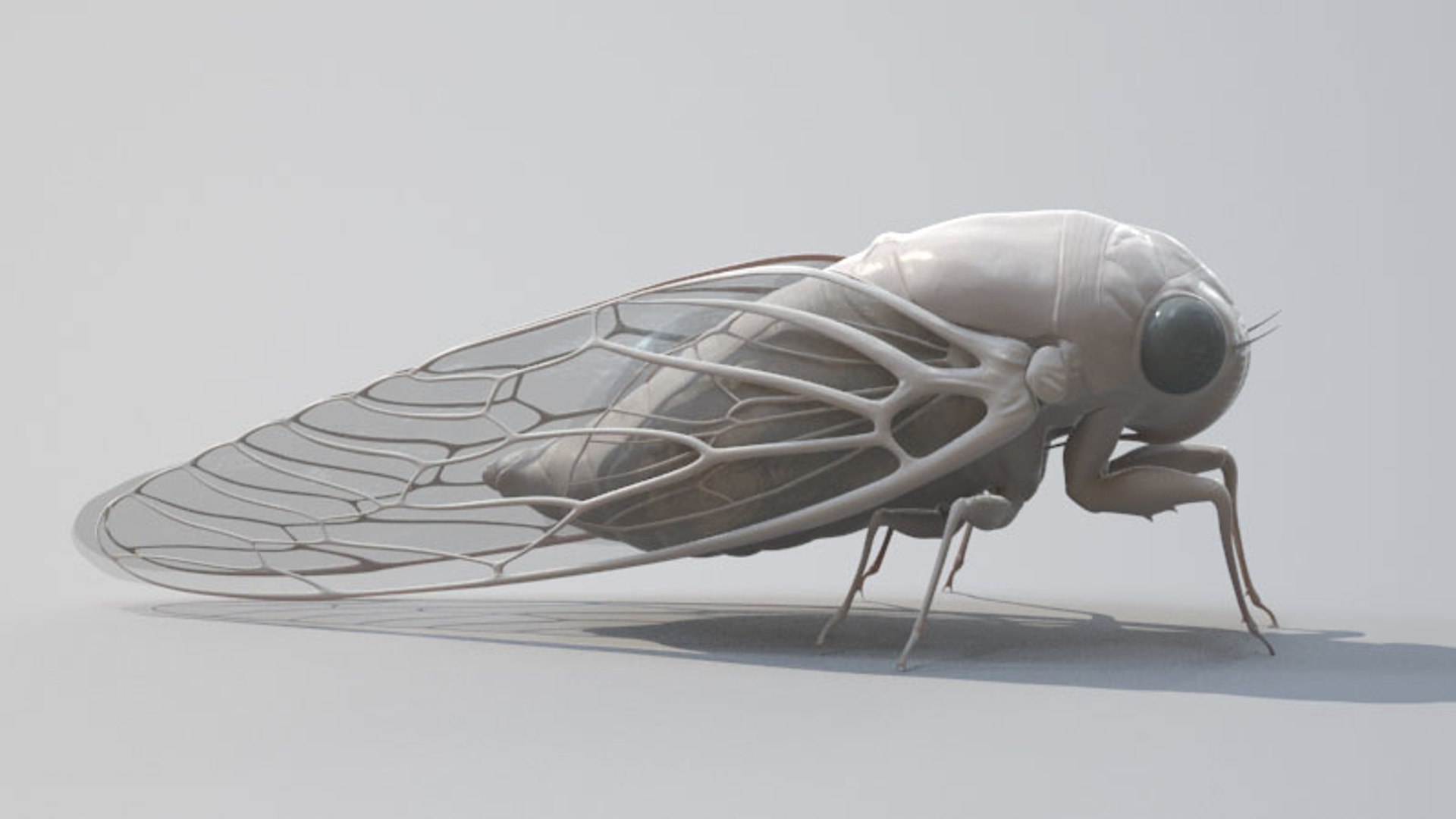 Realistic Cicada 3d Model