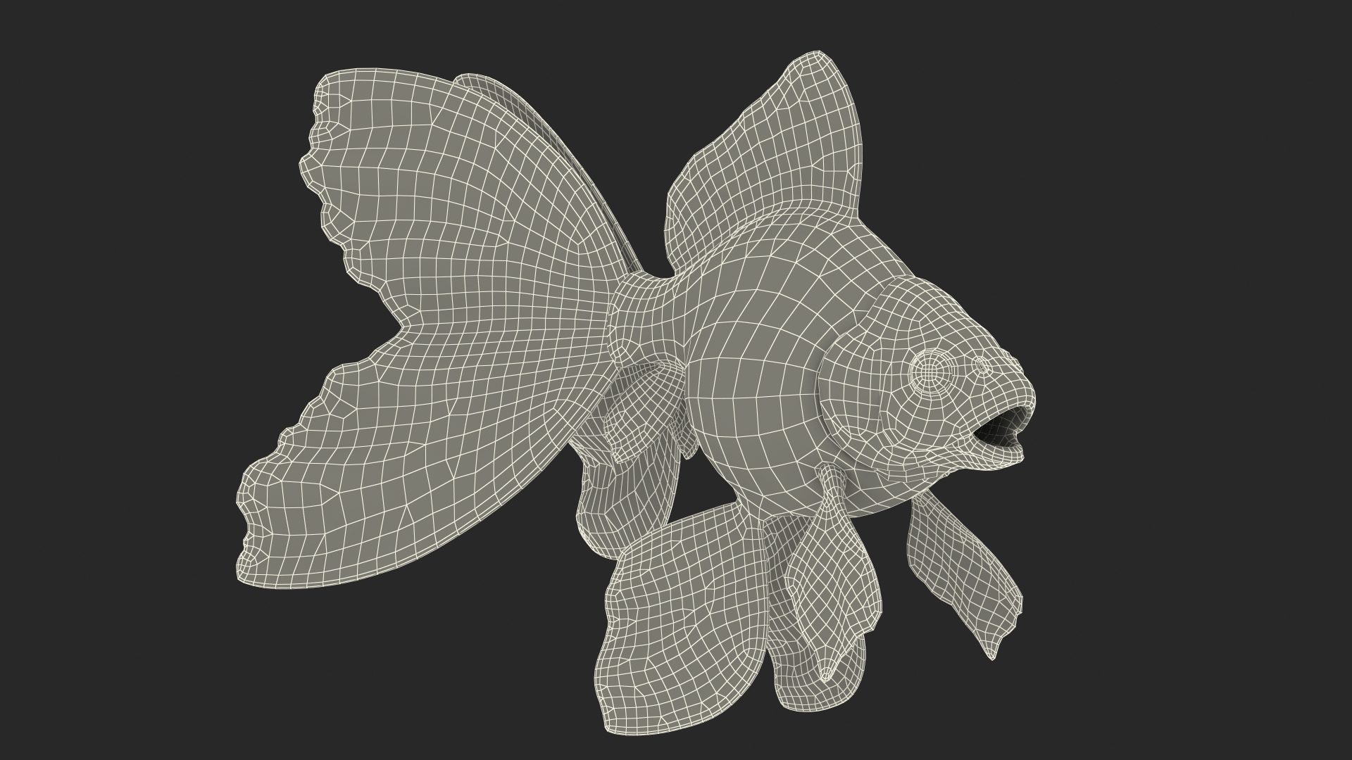 Black Moor Goldfish Drawing