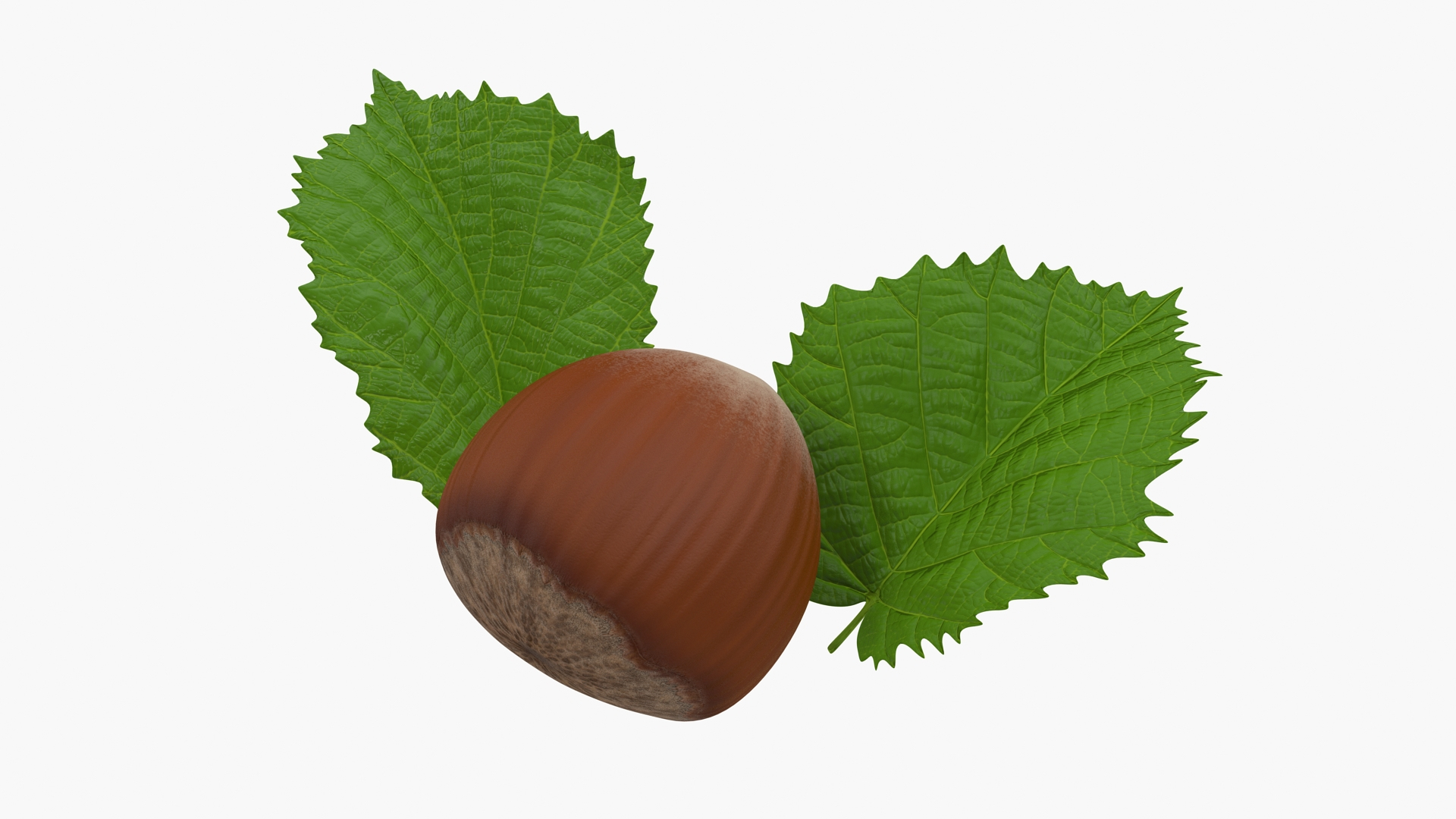 3D Hazelnut Leaves Nut Hazel Model - TurboSquid 1439203