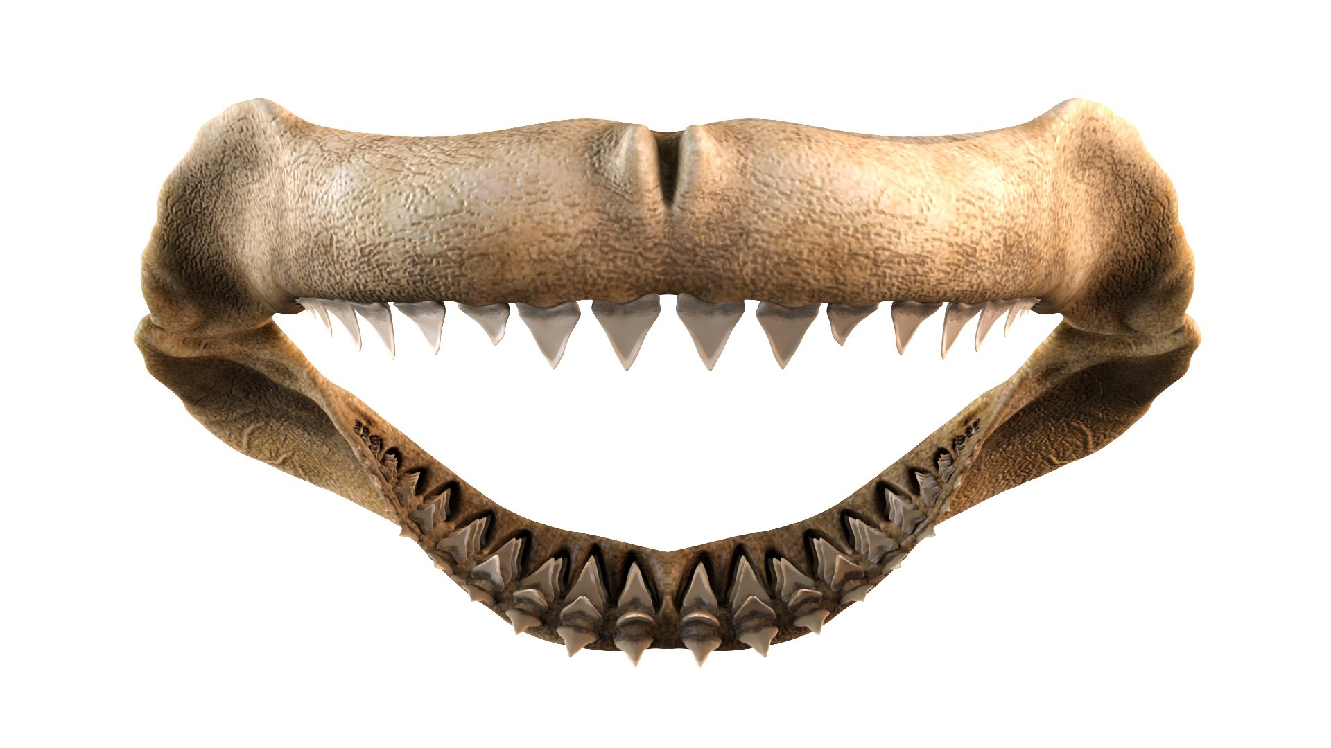 Mounted Great White Shark Jaws 3D Model - TurboSquid 2051247